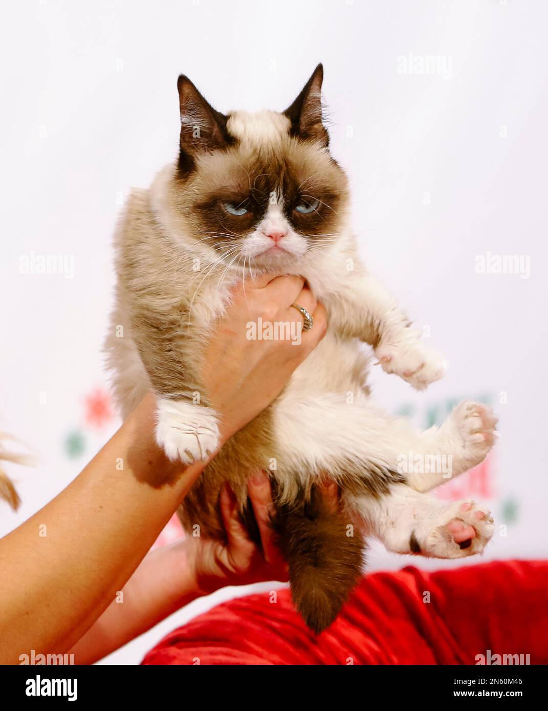 Colonel Meow And Grumpy Cat Meme