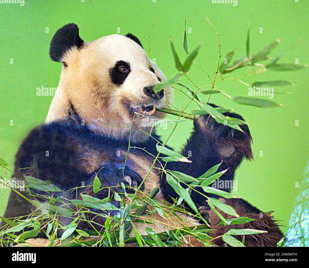 Illustration panda hi-res stock photography and images - Alamy