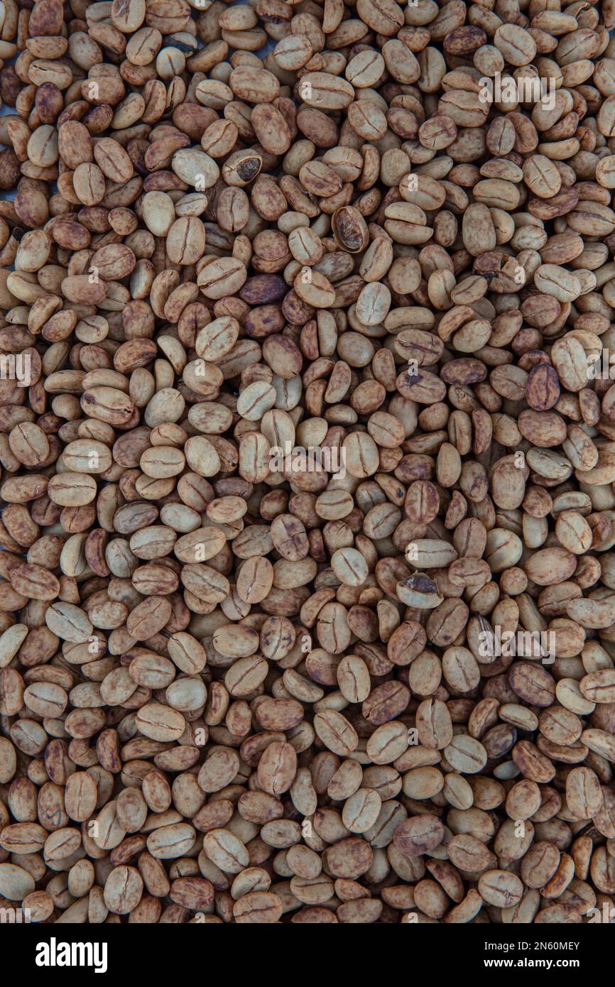 Coffee bean in various stage Raw beans to dark roast. coffee beans showing various stages of ...