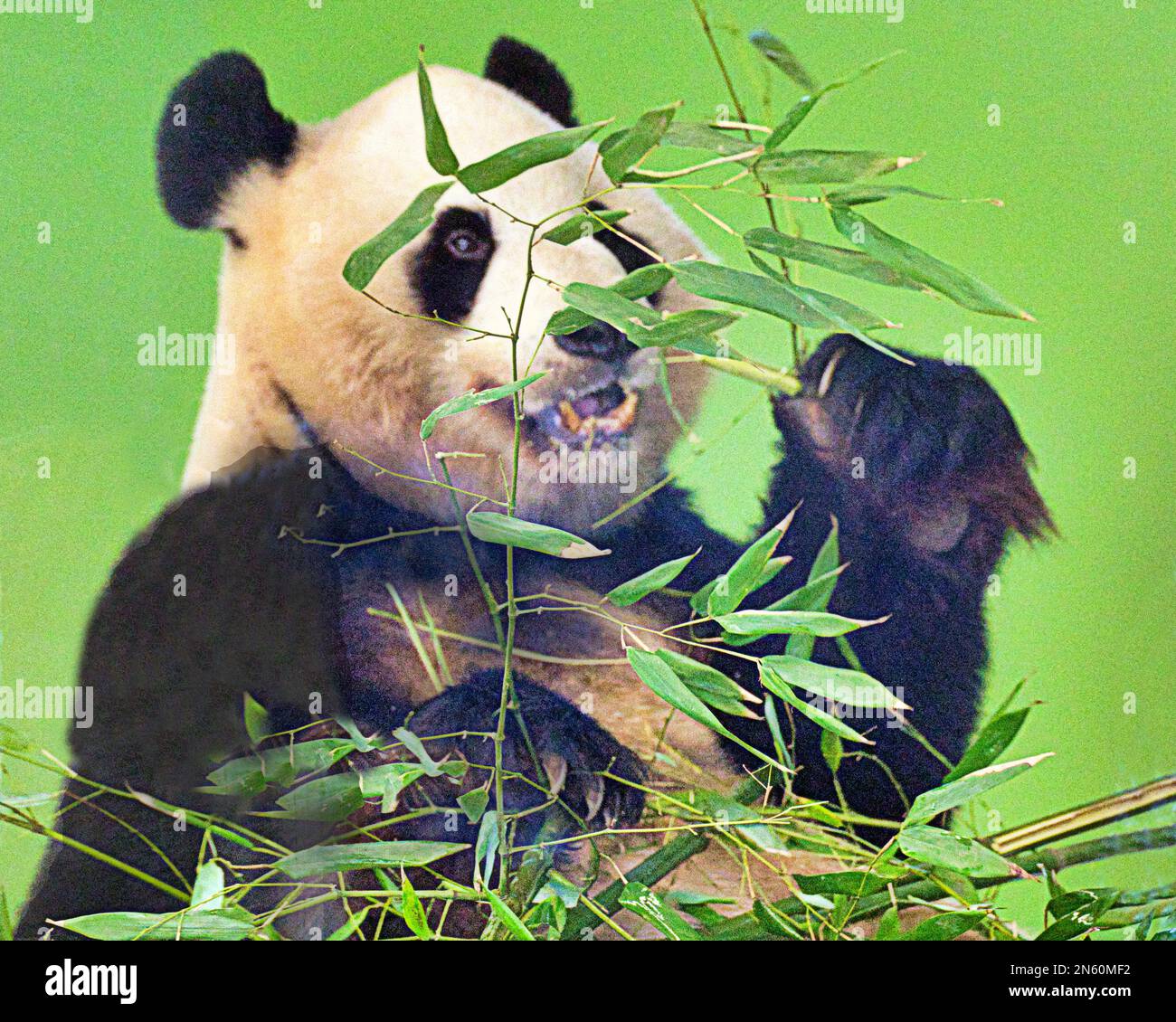 Illustration panda hi-res stock photography and images - Alamy