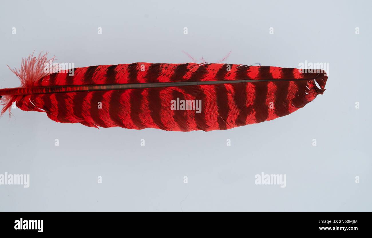 Top of view of bird feather plume. Isolated background and copy space ...