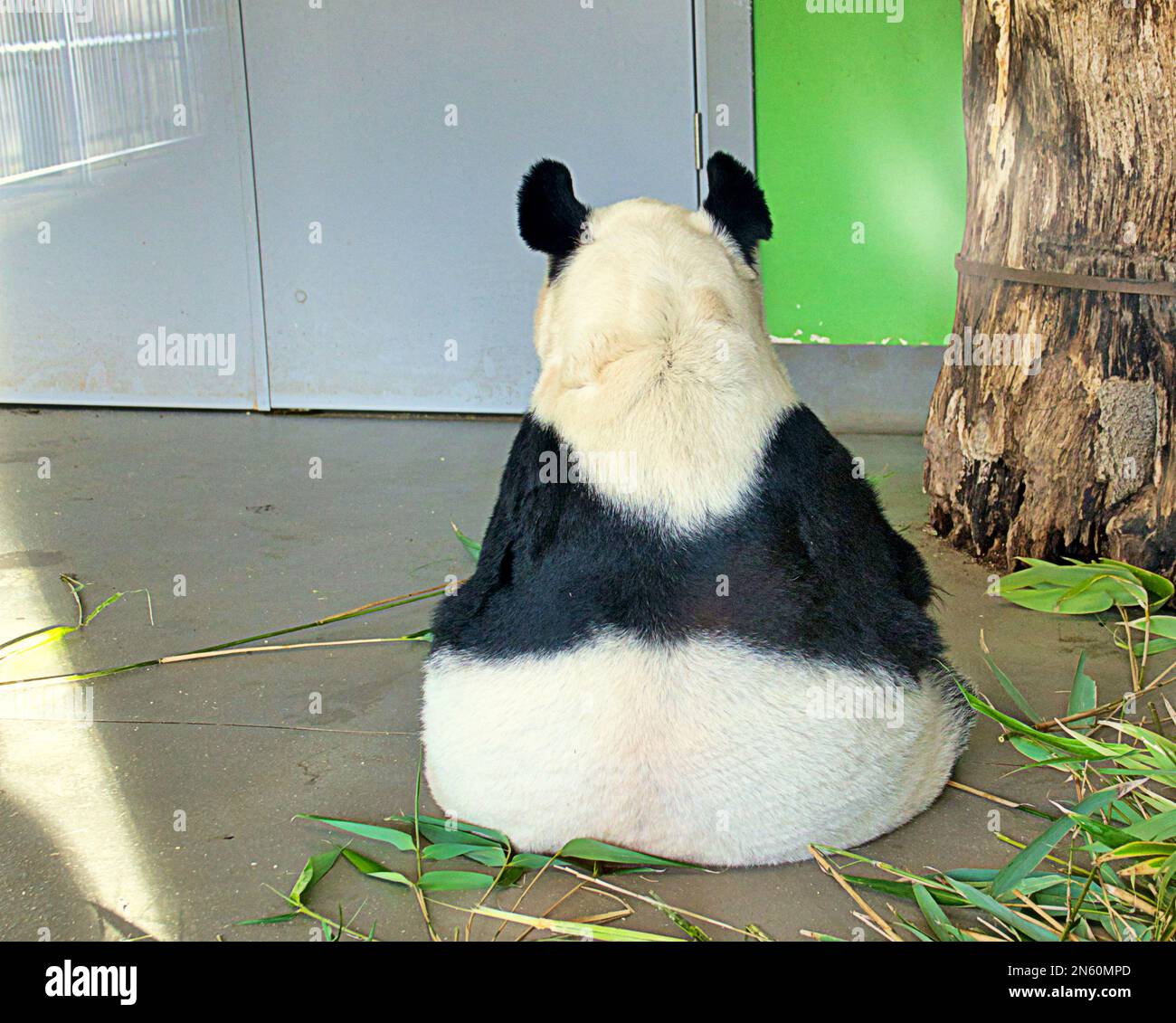 Illustration panda hi-res stock photography and images - Alamy