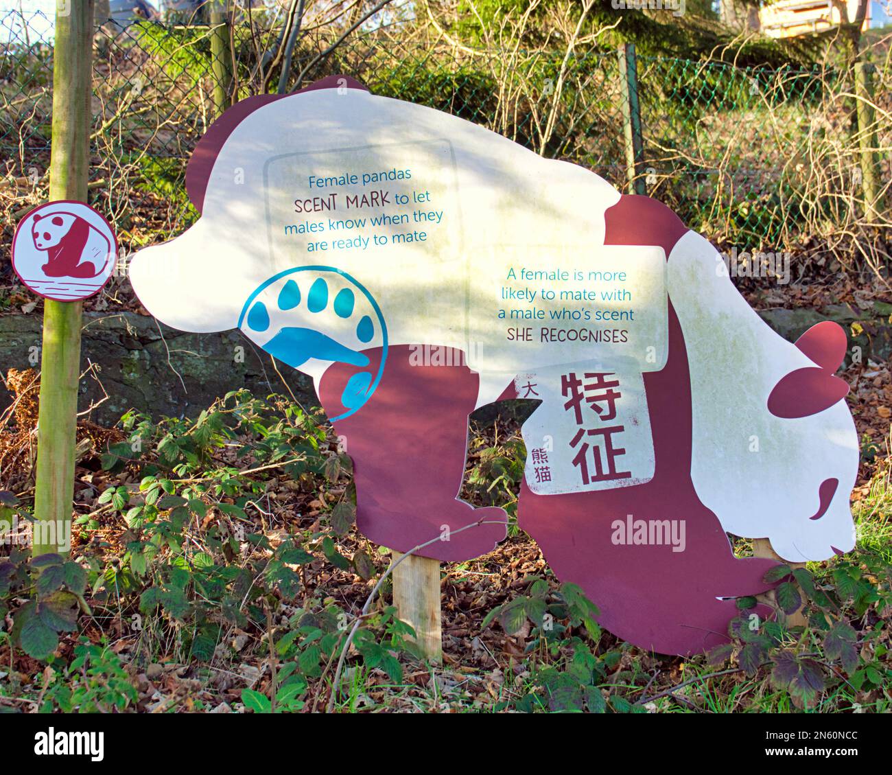 Edinburgh, Scotland, UK 9th February, 2023. Edinburgh zoo starts ...