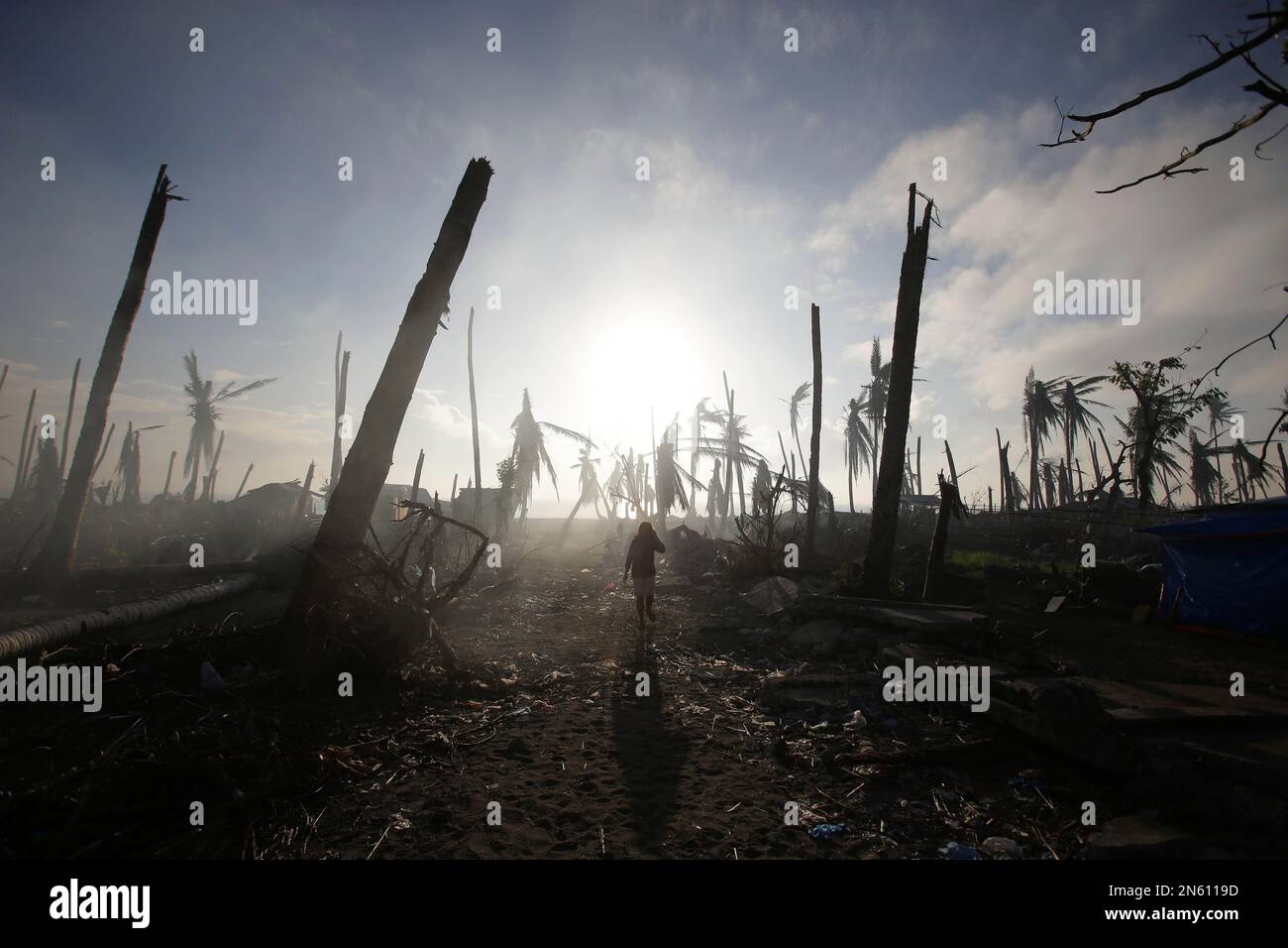 A typhoon survivor walks past damaged trees at typhoon-ravaged Tolosa ...