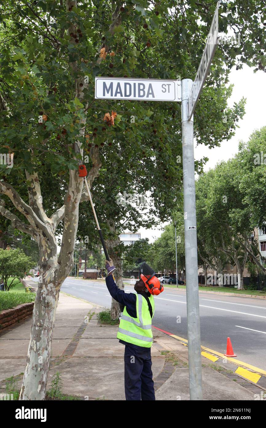 A city council worker trims down a tree next to a street named after ...