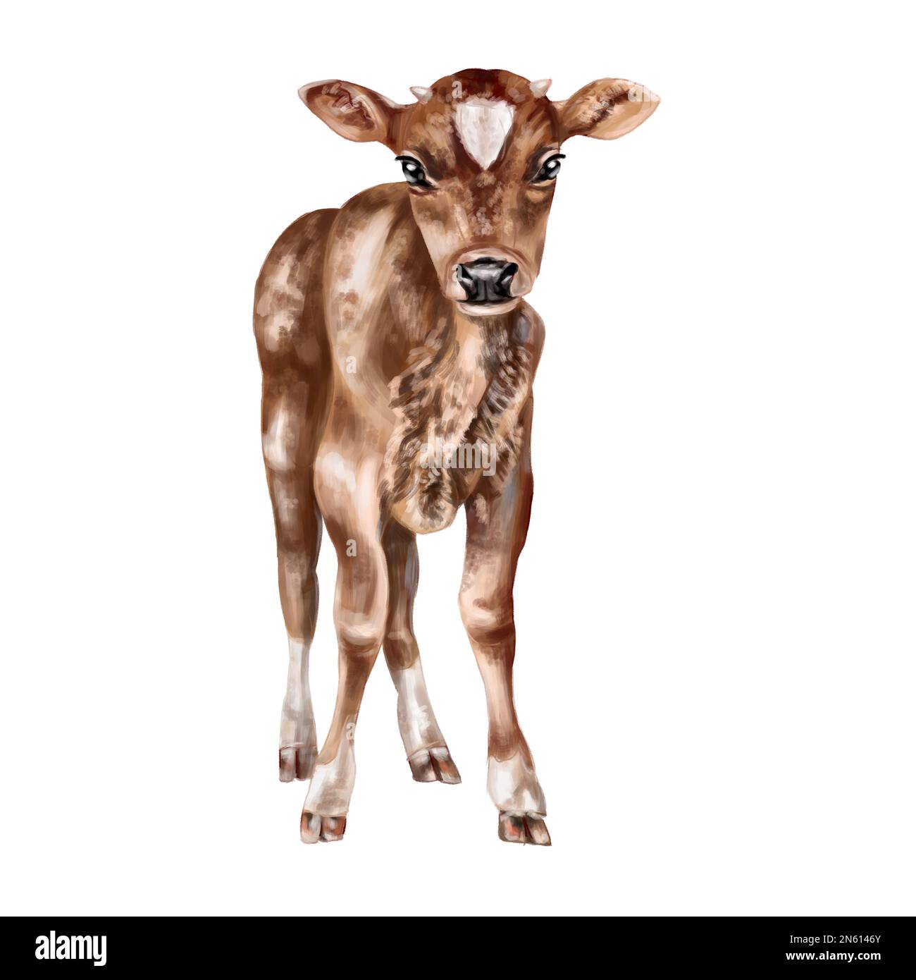 Cute calf with spots and small horns in full growth. Digital ...