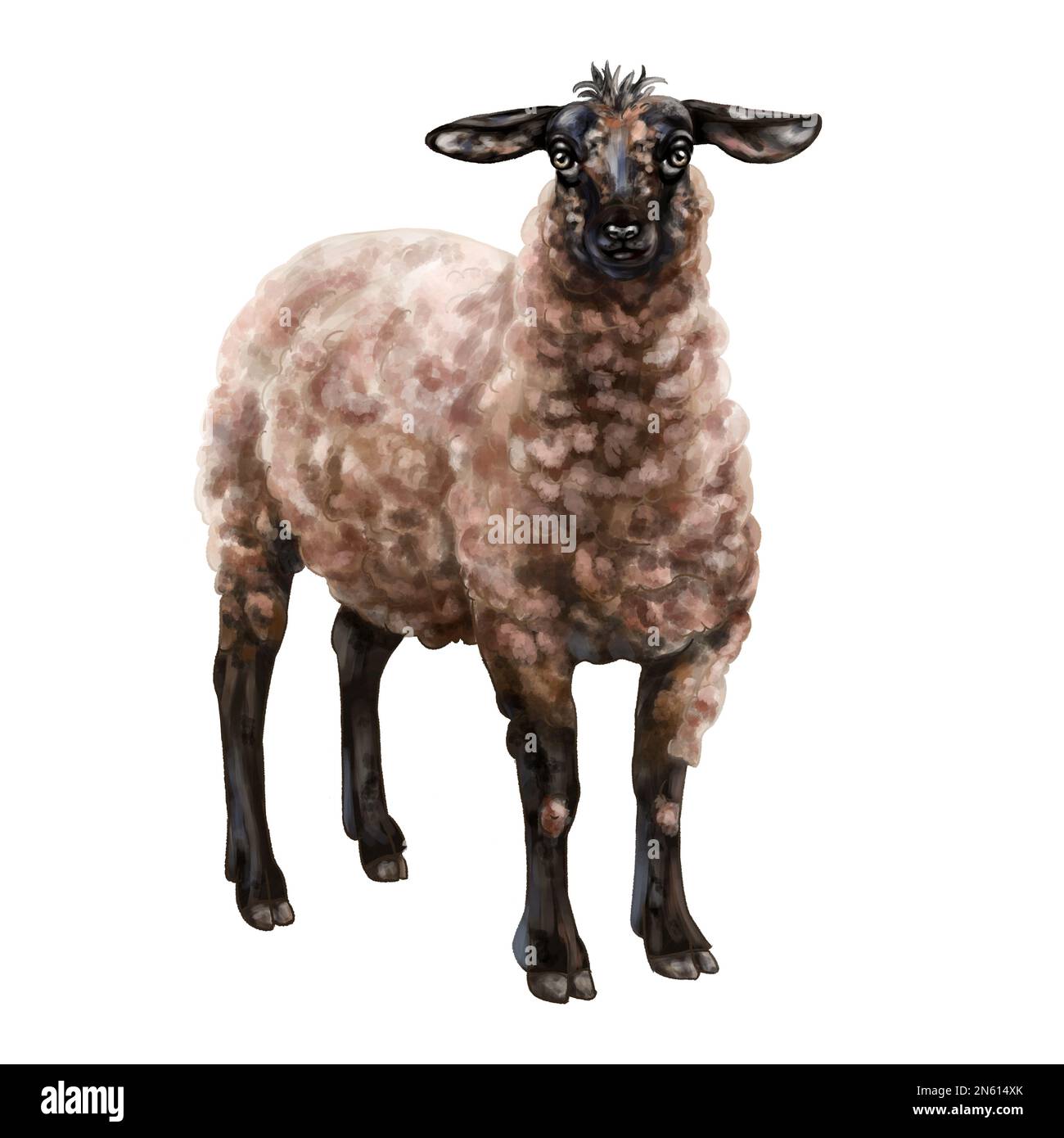 A fluffy black-brown sheep in full growth. Digital illustration ...