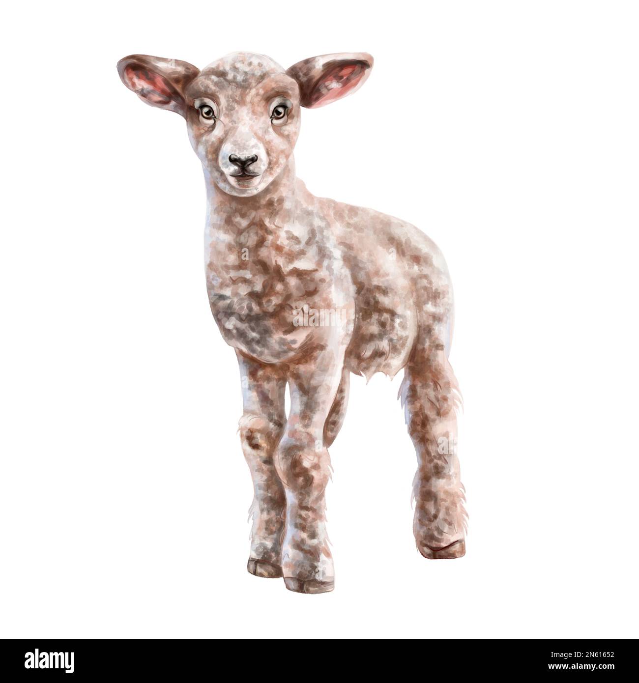 Cute fluffy lamb of light brown color in full growth. Digital ...