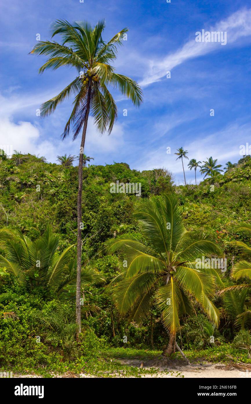 Coconut trees and forest at Itacarezinho beach, Itacare, Bahia, Brazil ...