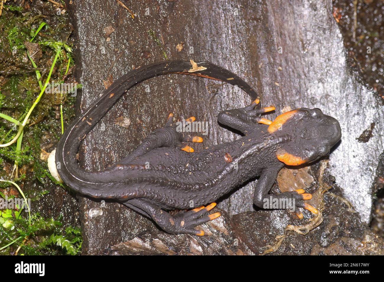 Knobby newt hi-res stock photography and images - Alamy