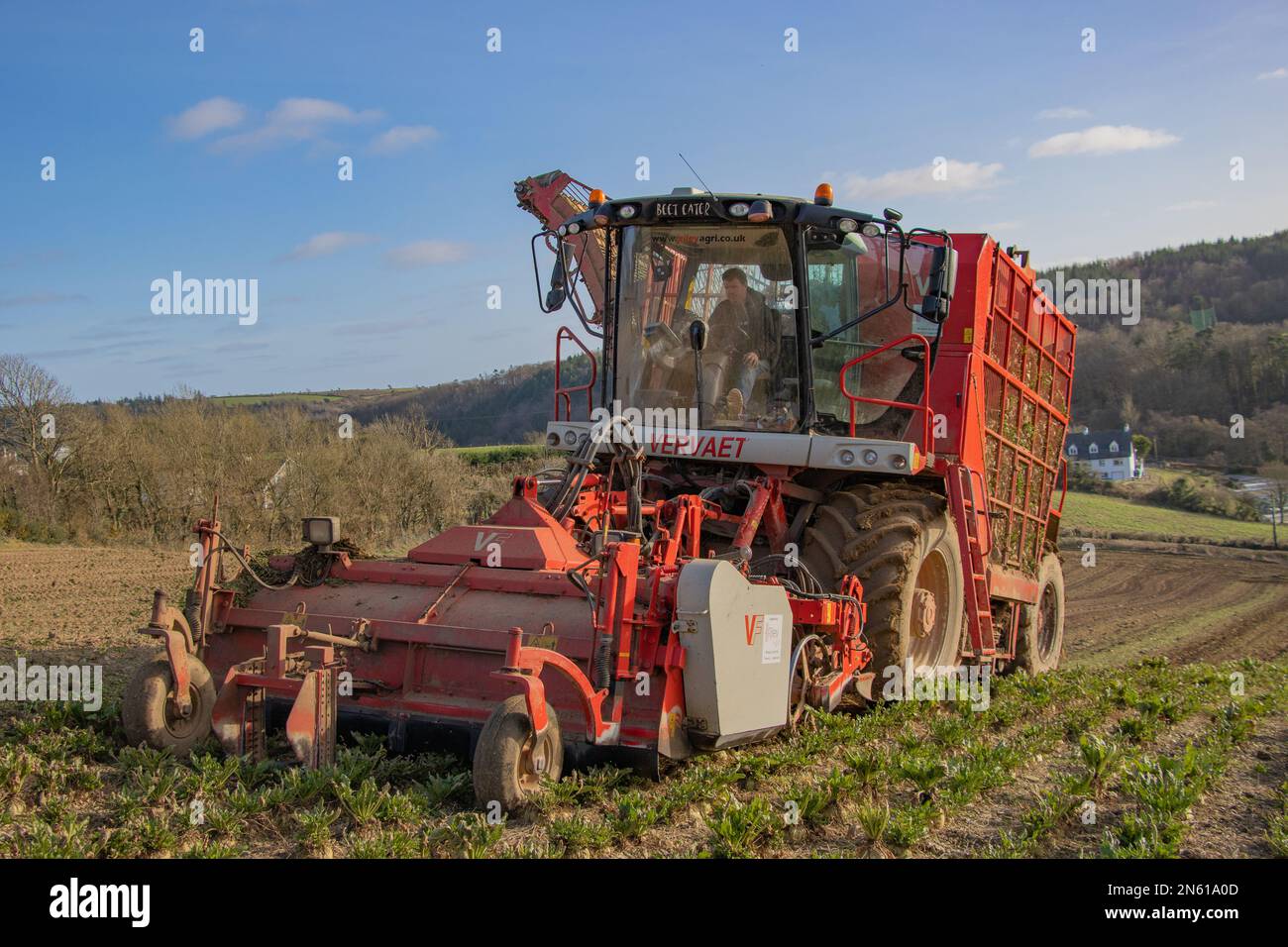 Vervaet 6 row beet harvester lifting fodder beet for winter cattle ...