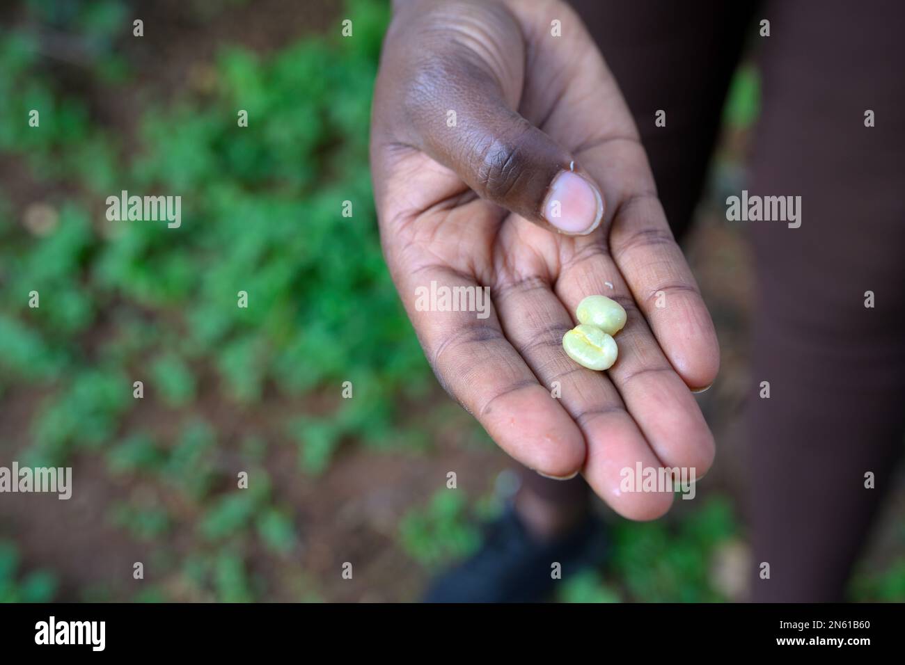 Kenya is a major producer and supplier of coffee - Fairview Estate ...