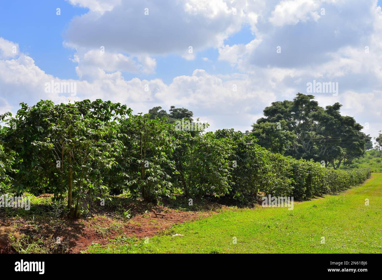 Kenya is a major producer and supplier of coffee - Fairview Estate ...