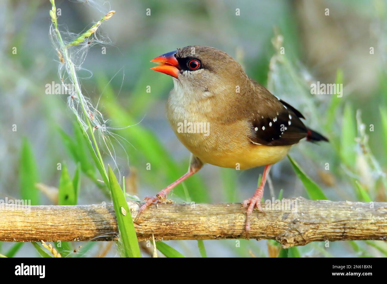 Red munia hi-res stock photography and images - Alamy