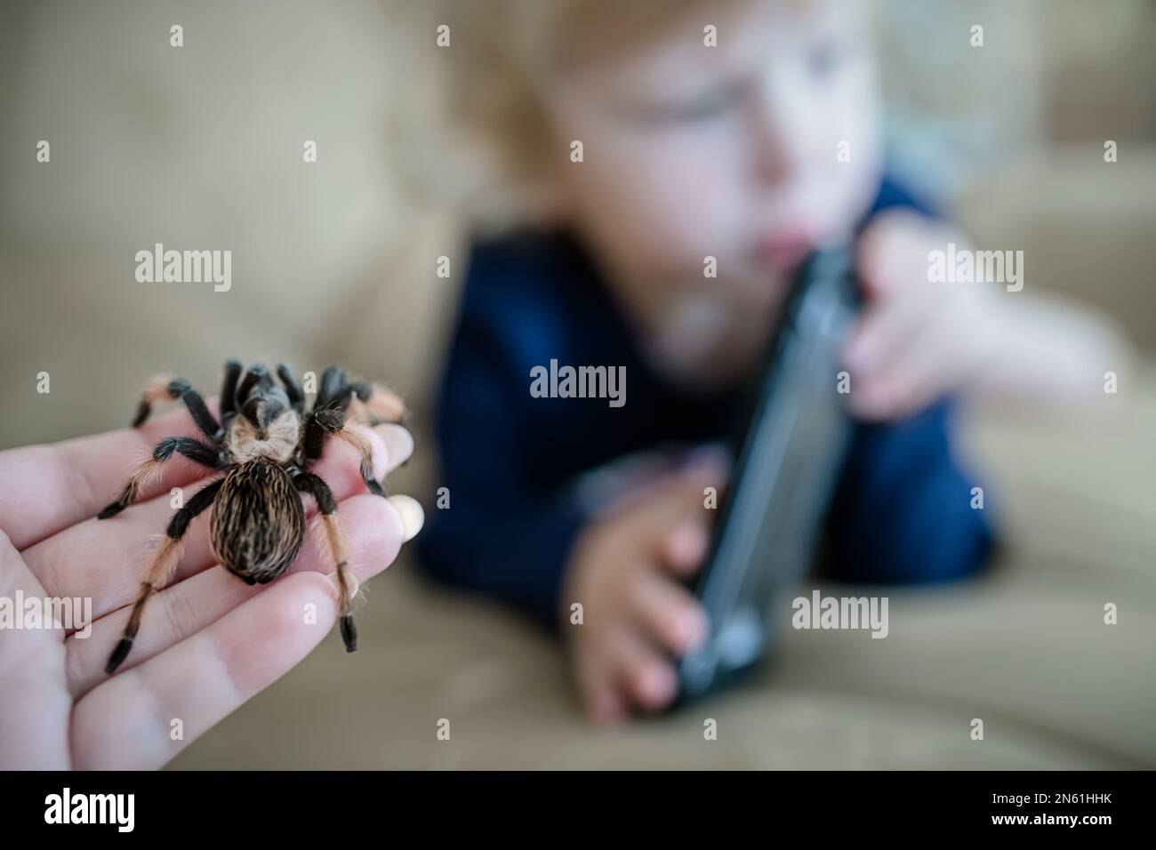 Mom caught a huge tarantula spider crawling past a child playing with a ...