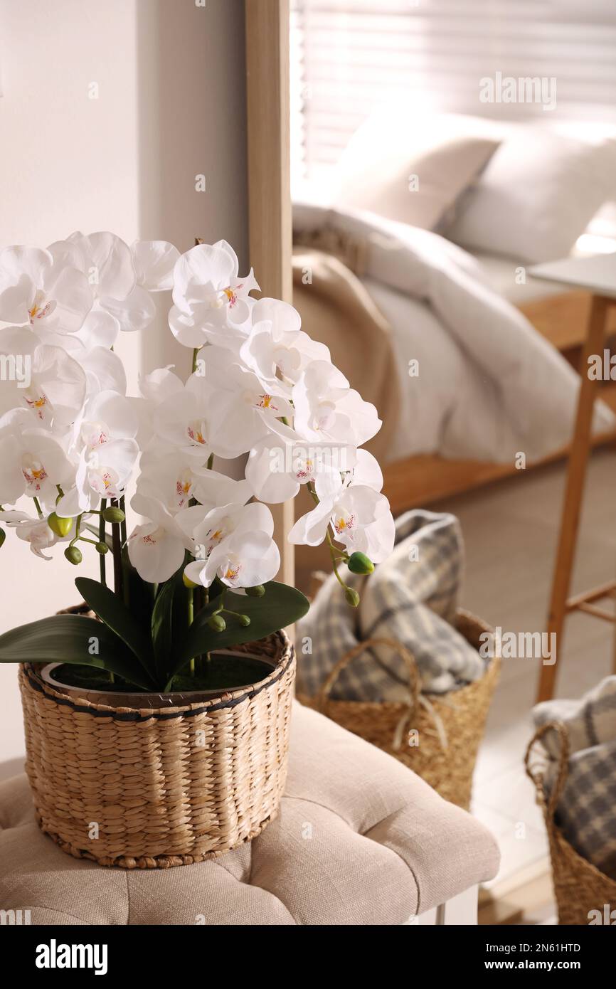 Beautiful potted white orchids in room. Interior design Stock Photo - Alamy