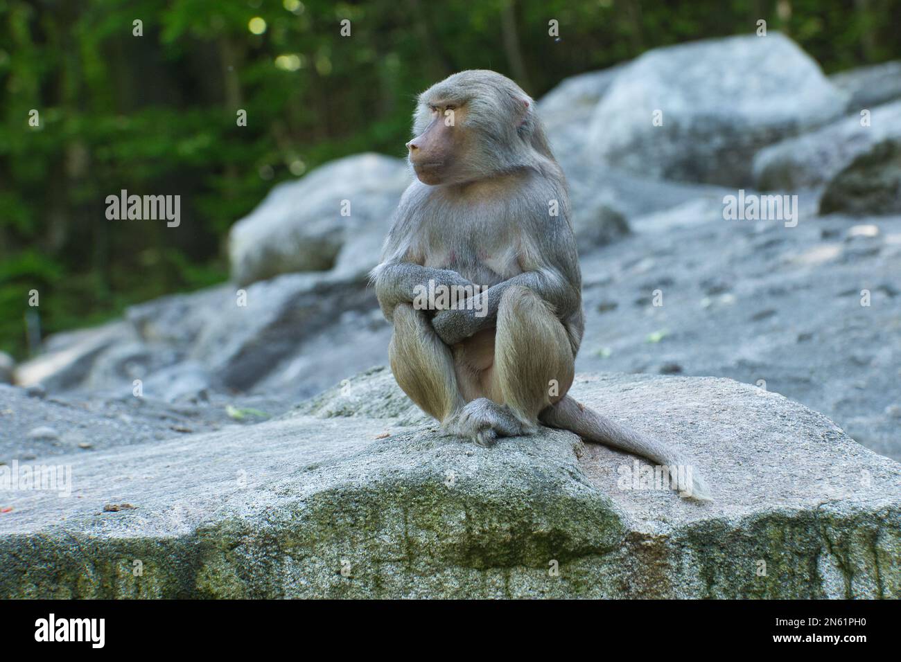 Funny monkey pose hi-res stock photography and images - Alamy