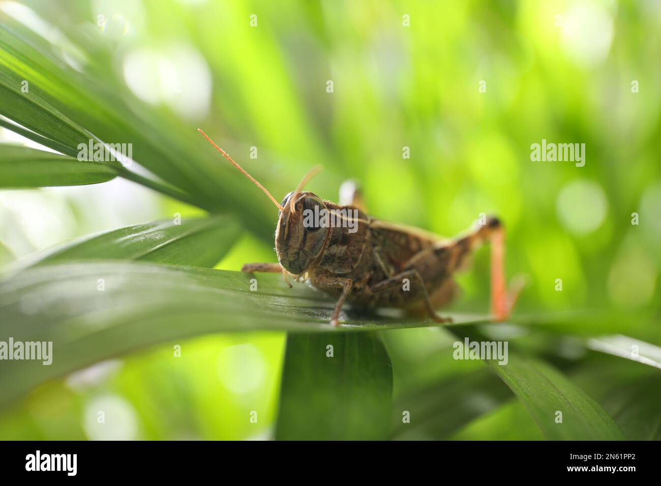 Common grasshopper on green leaf outdoors. Wild insect Stock Photo - Alamy
