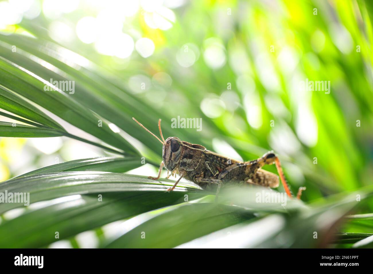 Common grasshopper on green leaf outdoors. Wild insect Stock Photo - Alamy