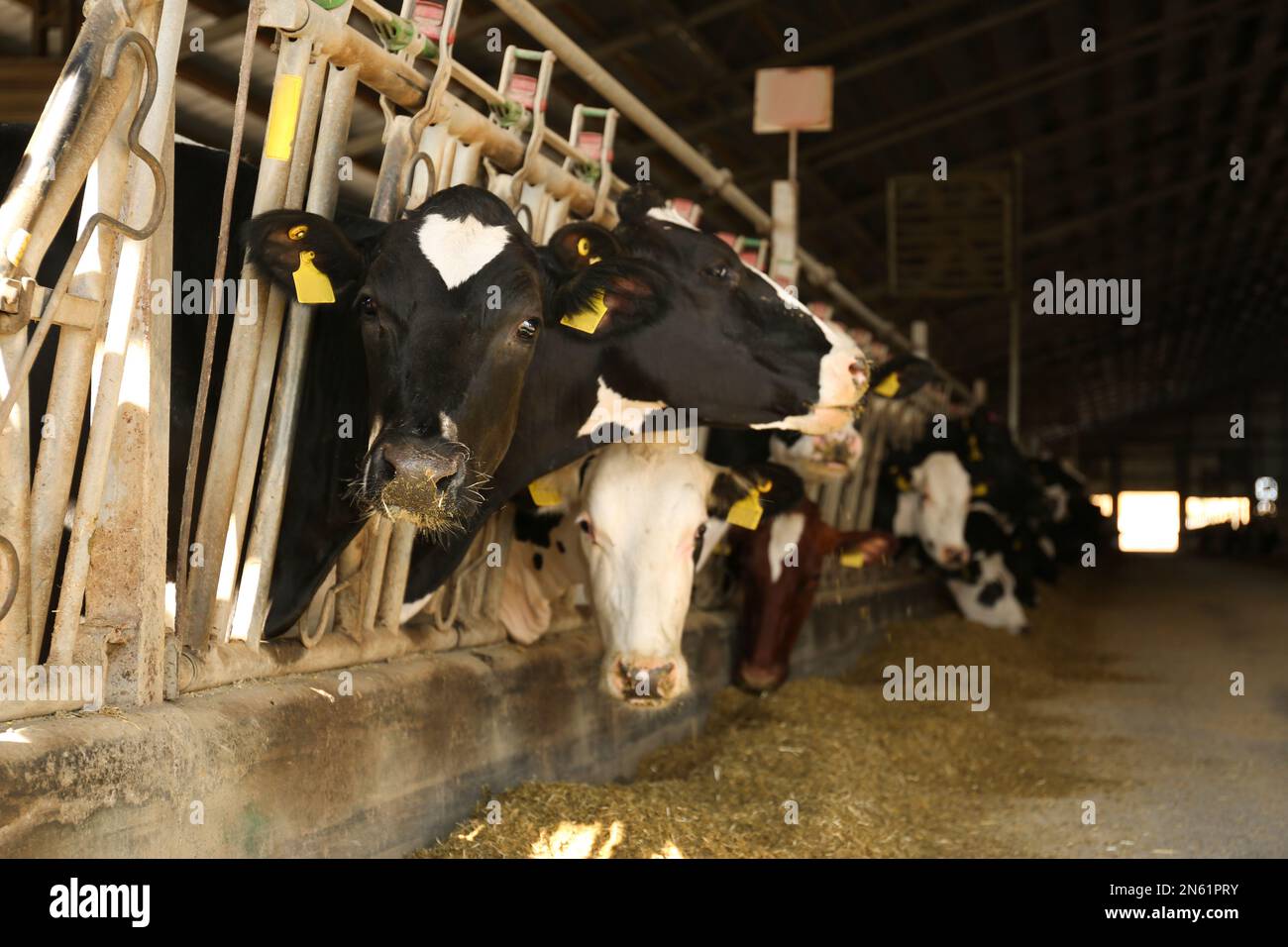 Pretty cows near fence on farm. Animal husbandry Stock Photo - Alamy