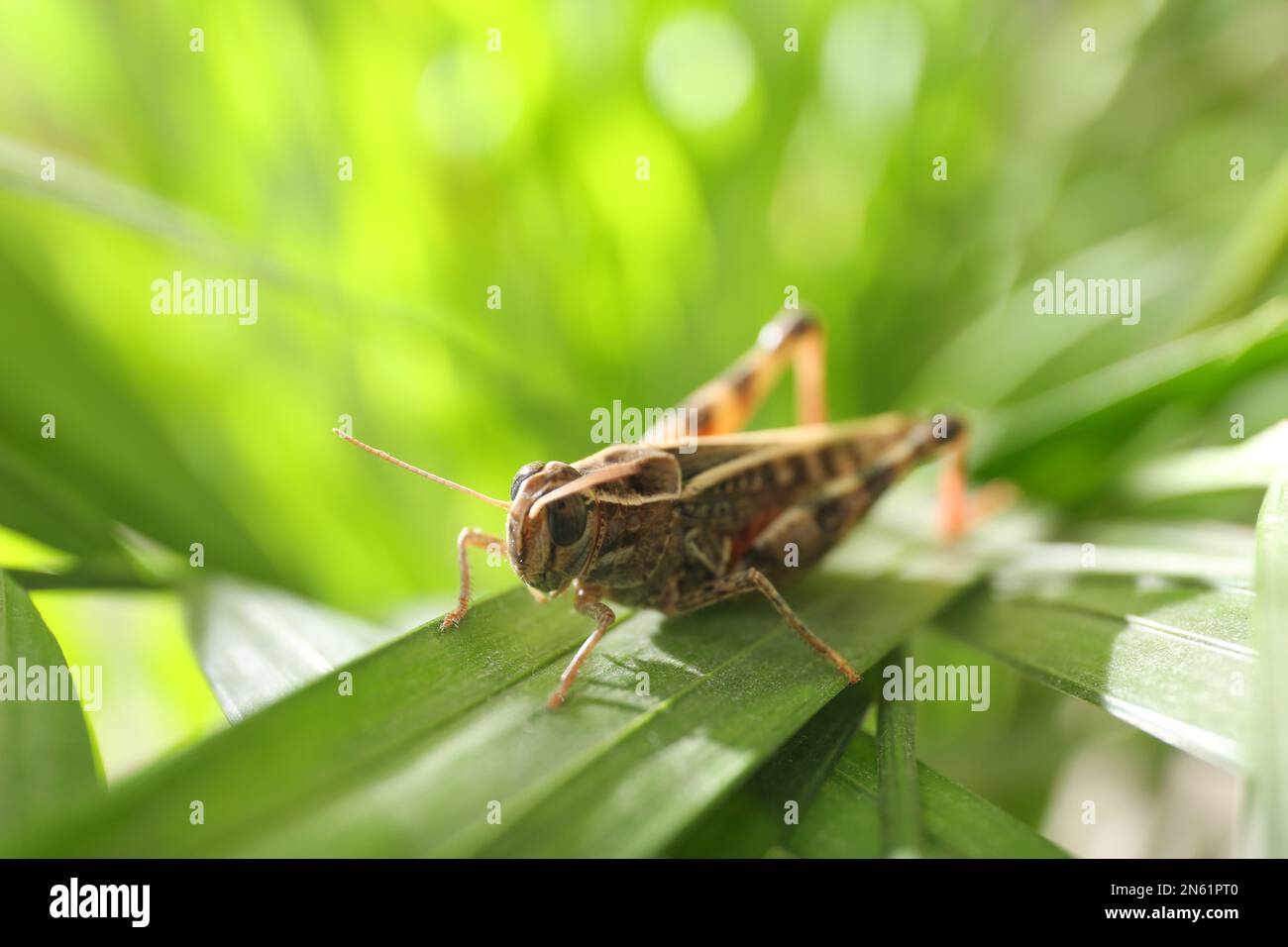 Common grasshopper on green leaf outdoors. Wild insect Stock Photo - Alamy