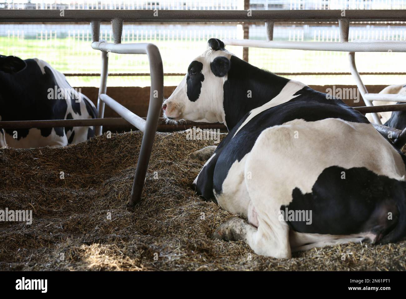 Pretty cow near fence on farm. Animal husbandry Stock Photo - Alamy
