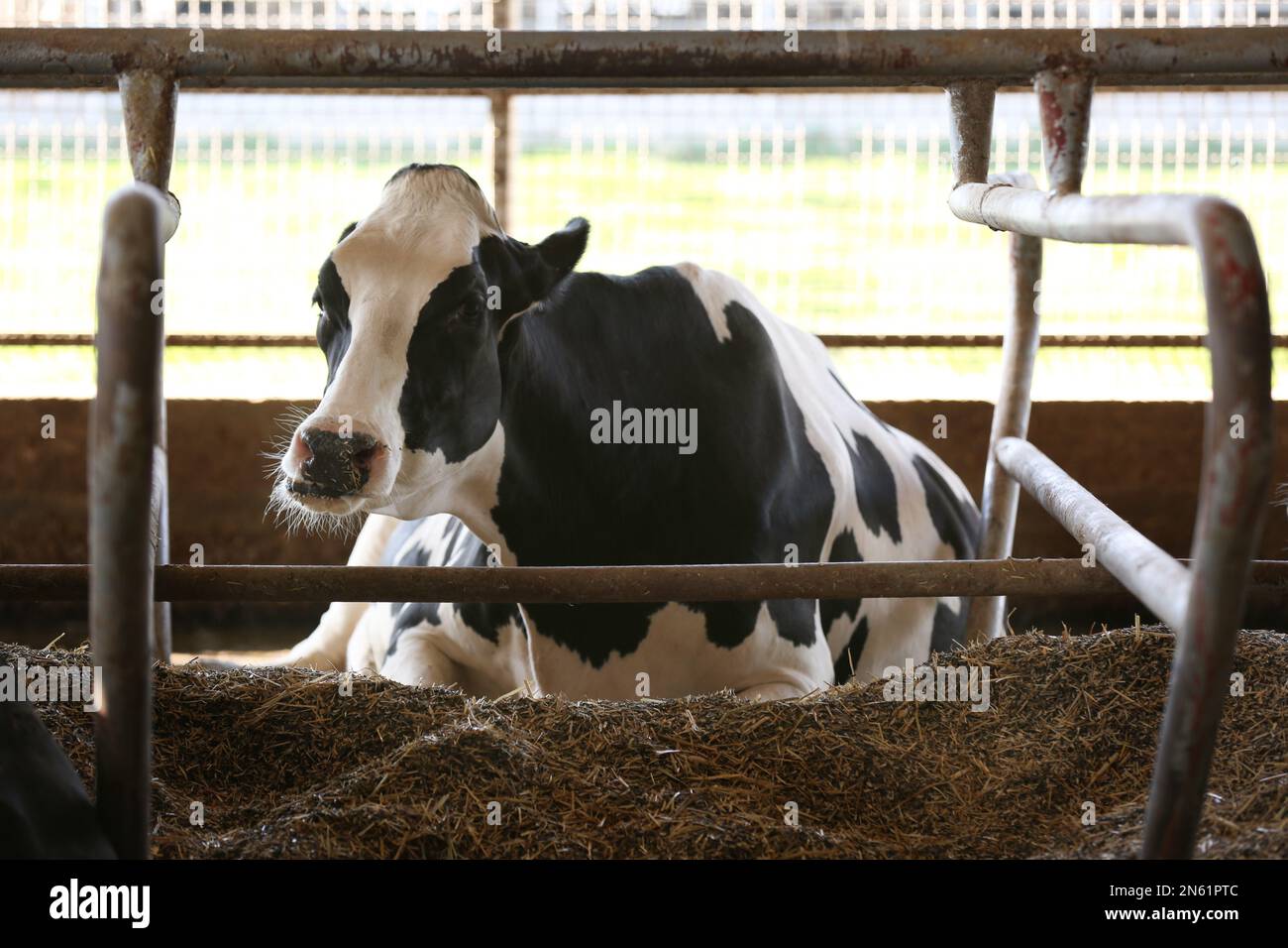 Pretty cow behind fence on farm. Animal husbandry Stock Photo - Alamy