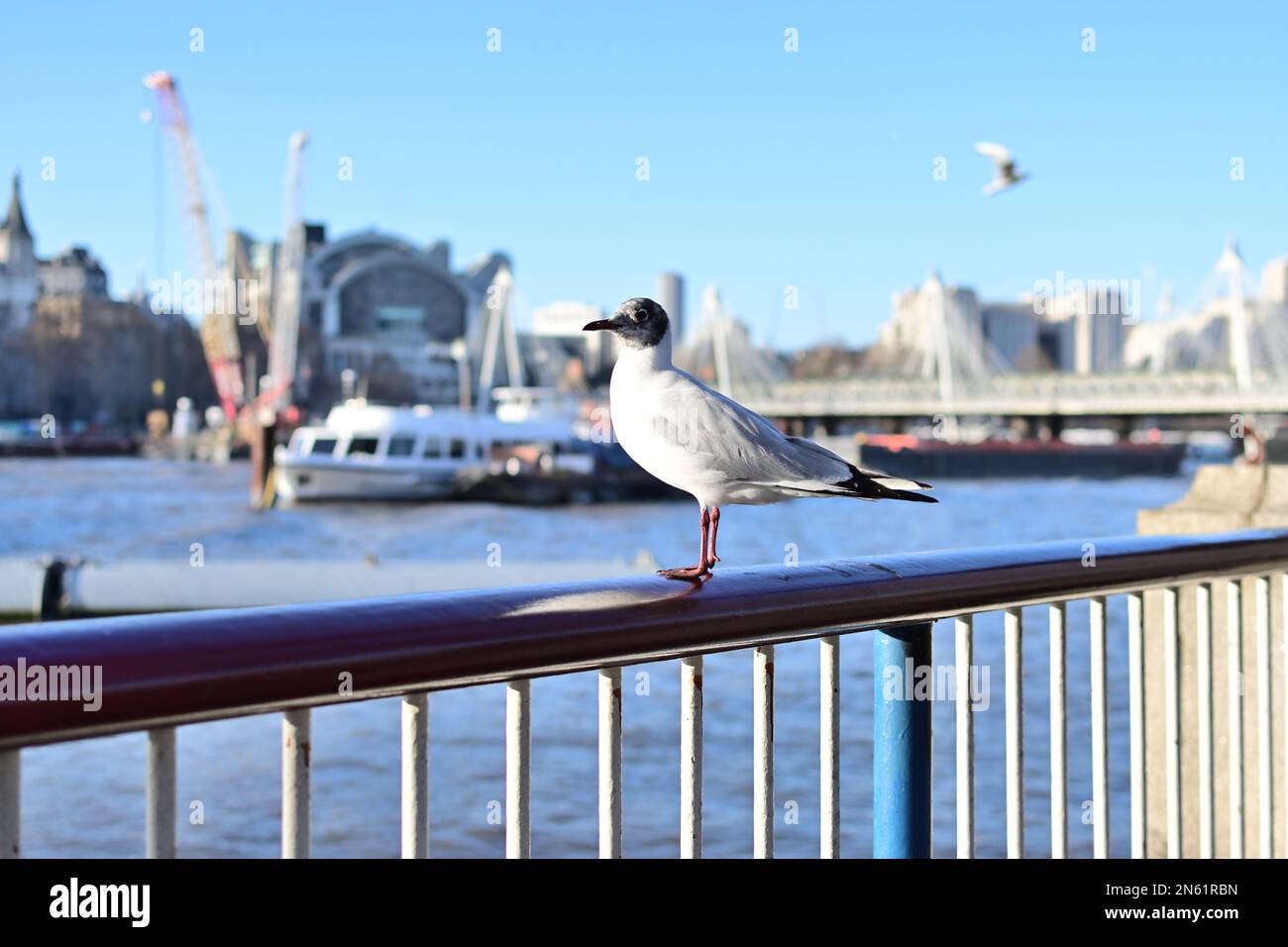 Westminster, London, UK, February 9 2023. Seagull sitting on top of a ...