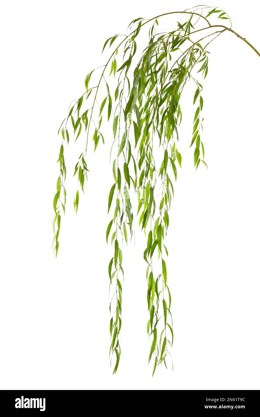 Beautiful willow tree branches with green leaves on white background ...