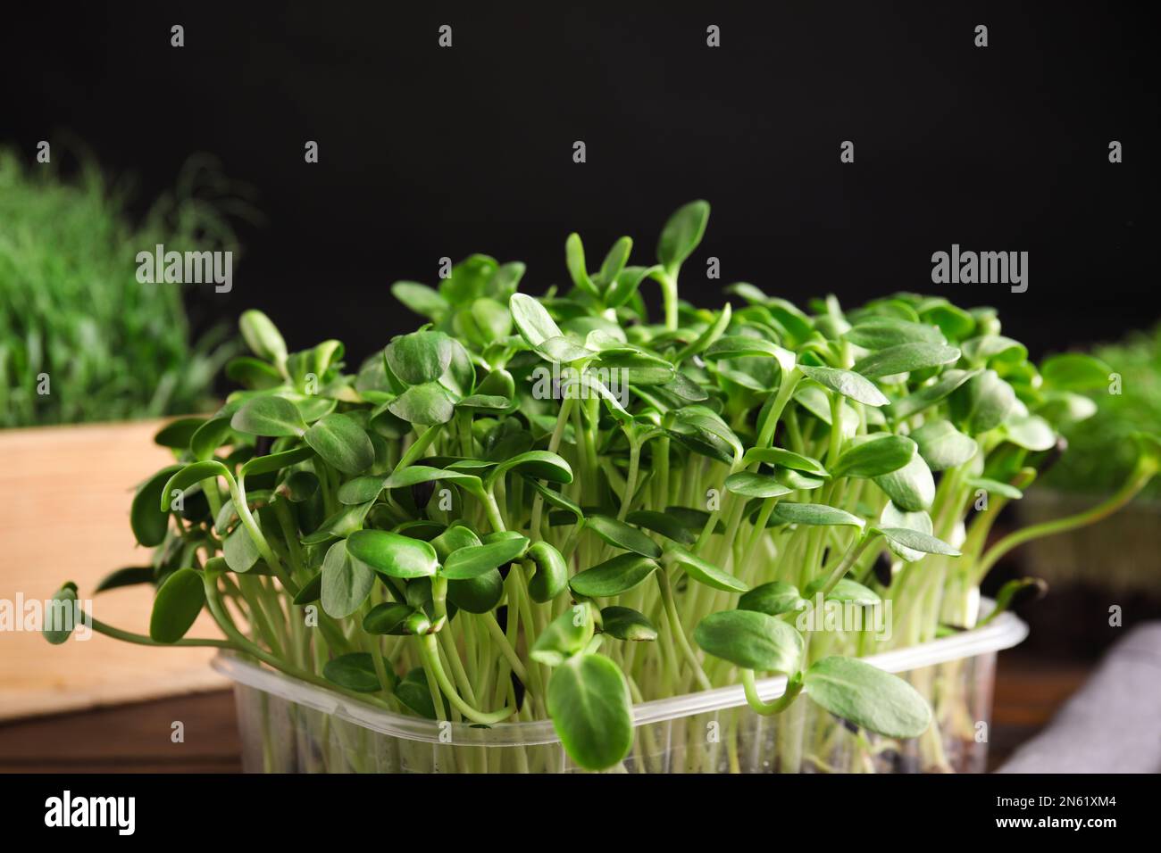 Fresh organic microgreens in plastic container on table, closeup Stock Photo - Alamy