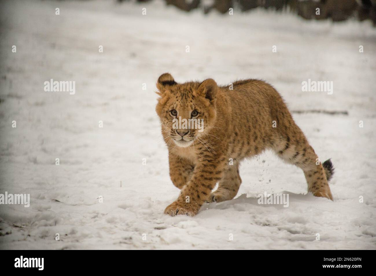 Liliger Eva