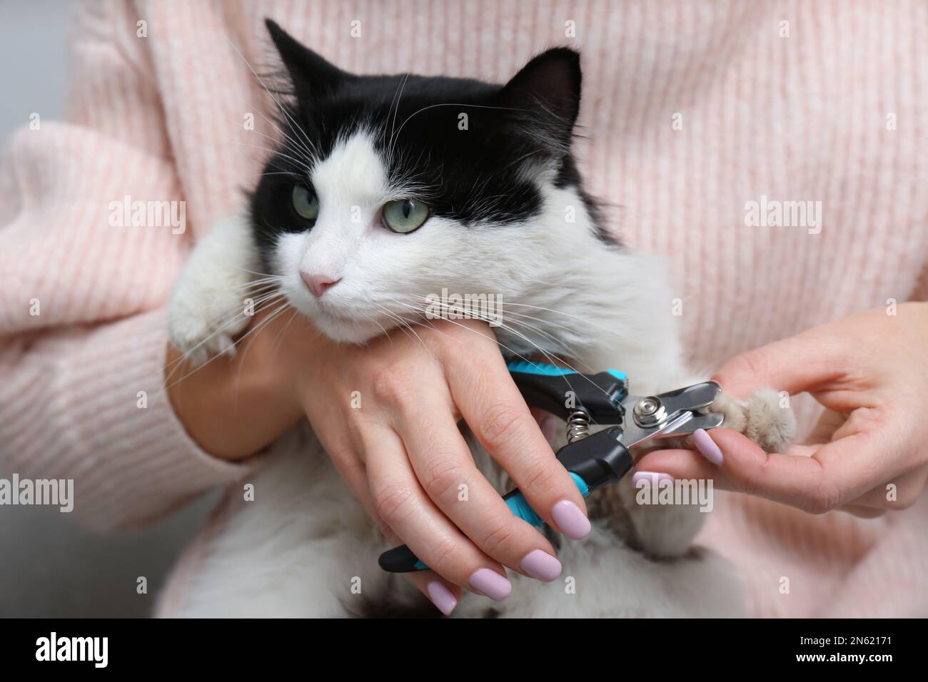 Woman cut domestic cat claws hi-res stock photography and images - Alamy