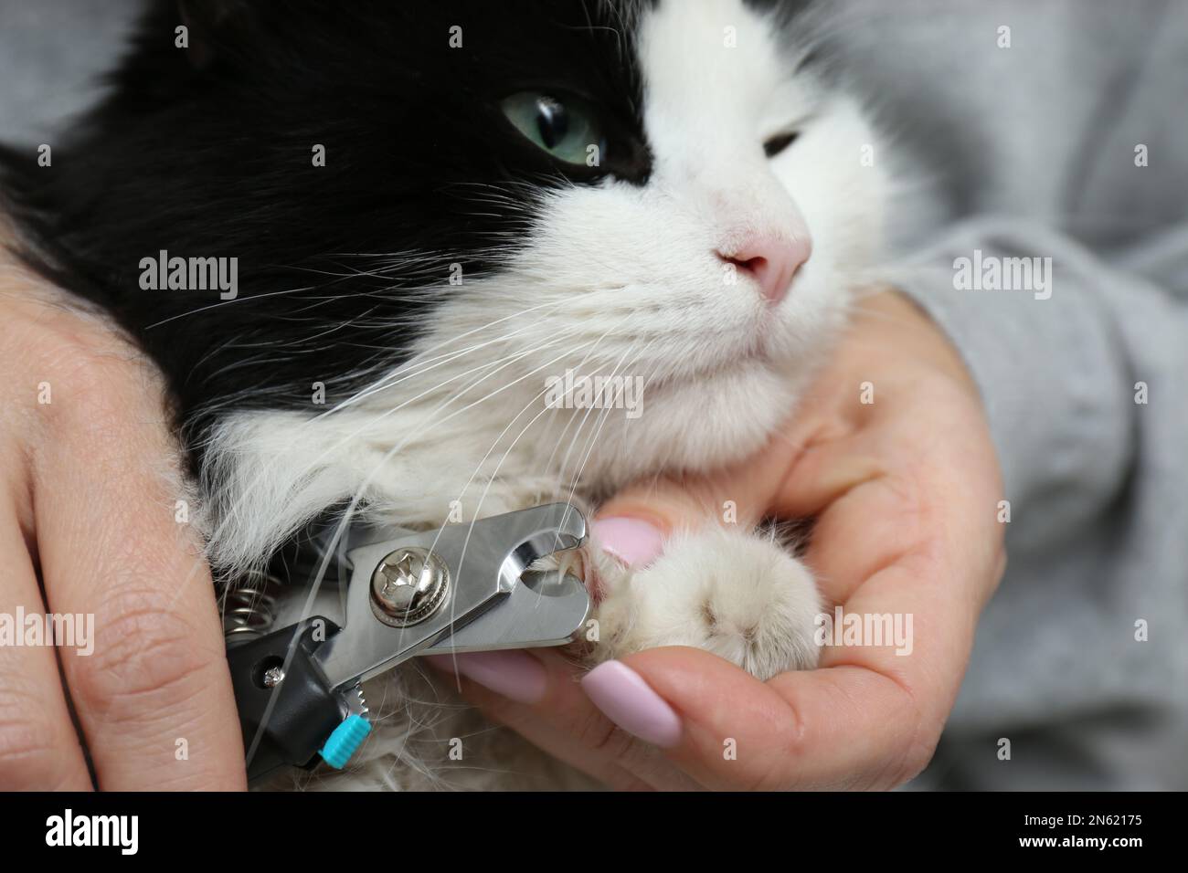 Cat claw owner hi-res stock photography and images - Alamy