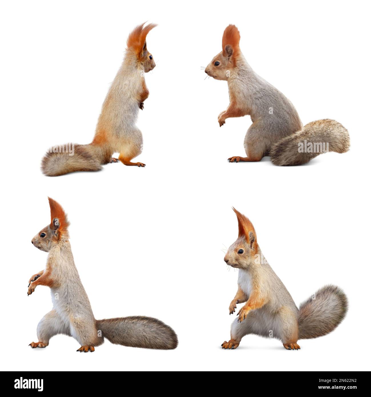 Set with cute squirrels on white background Stock Photo - Alamy