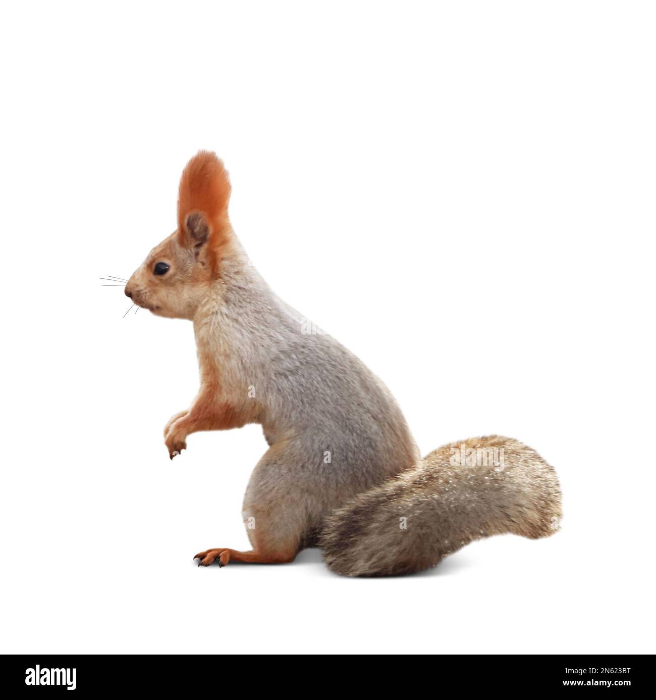 Fluffy beautiful squirrel on Cut Out Stock Images & Pictures - Alamy