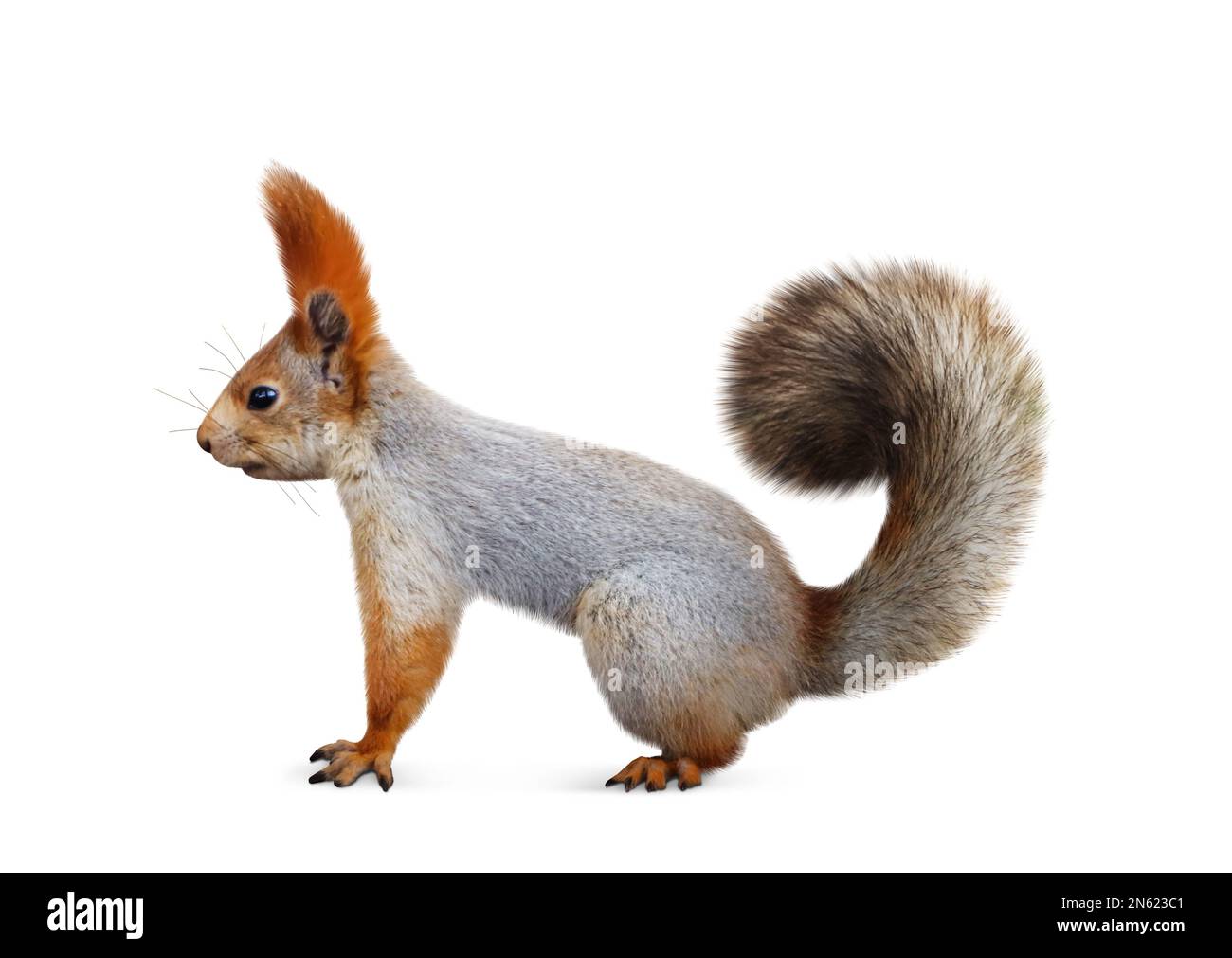 Fluffy beautiful squirrel on Cut Out Stock Images & Pictures - Alamy