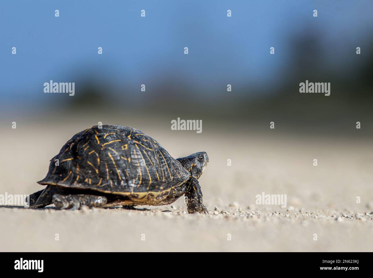 Florida box turtle hi-res stock photography and images - Alamy