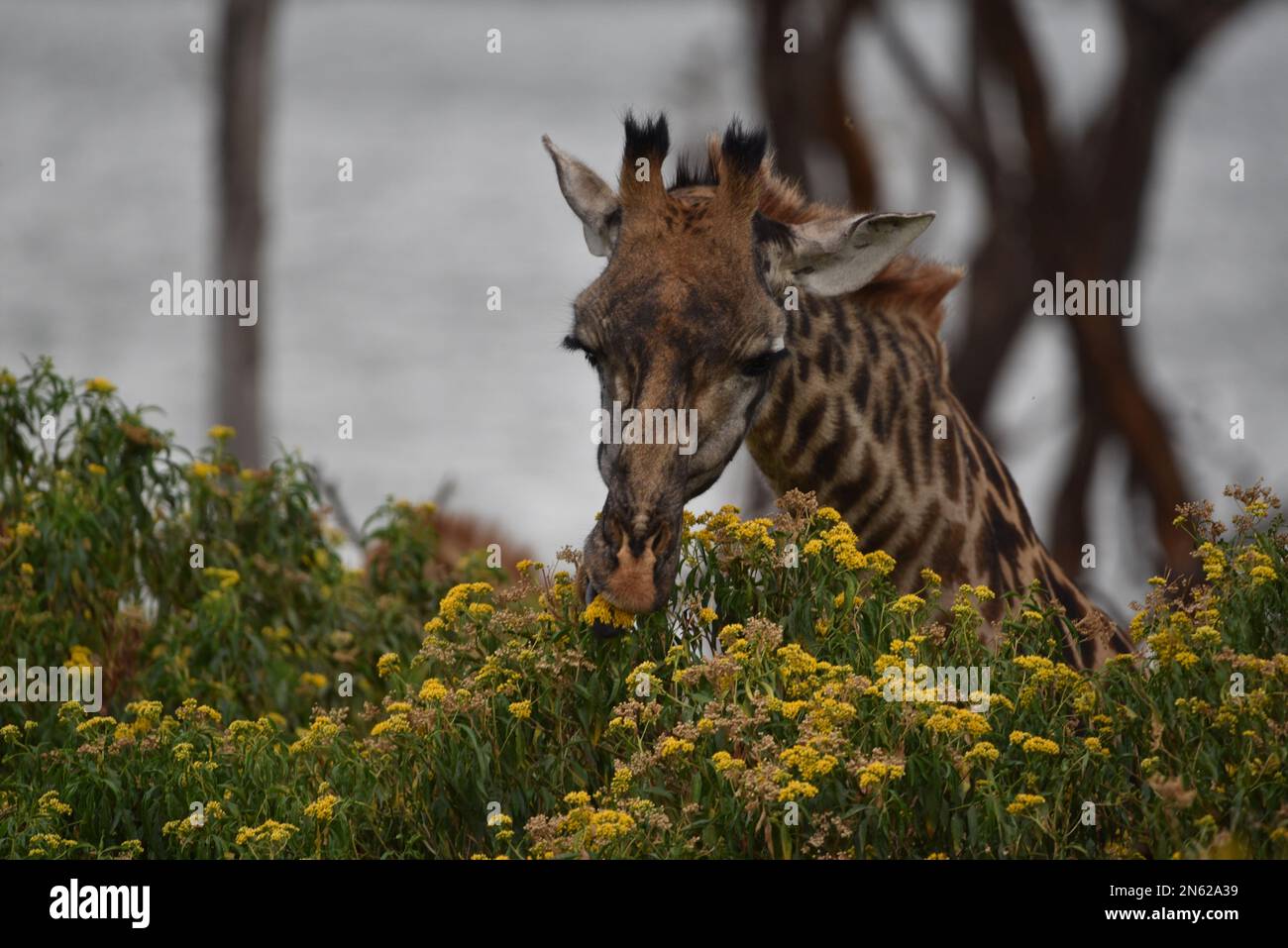 Cute girraffe hi-res stock photography and images - Alamy