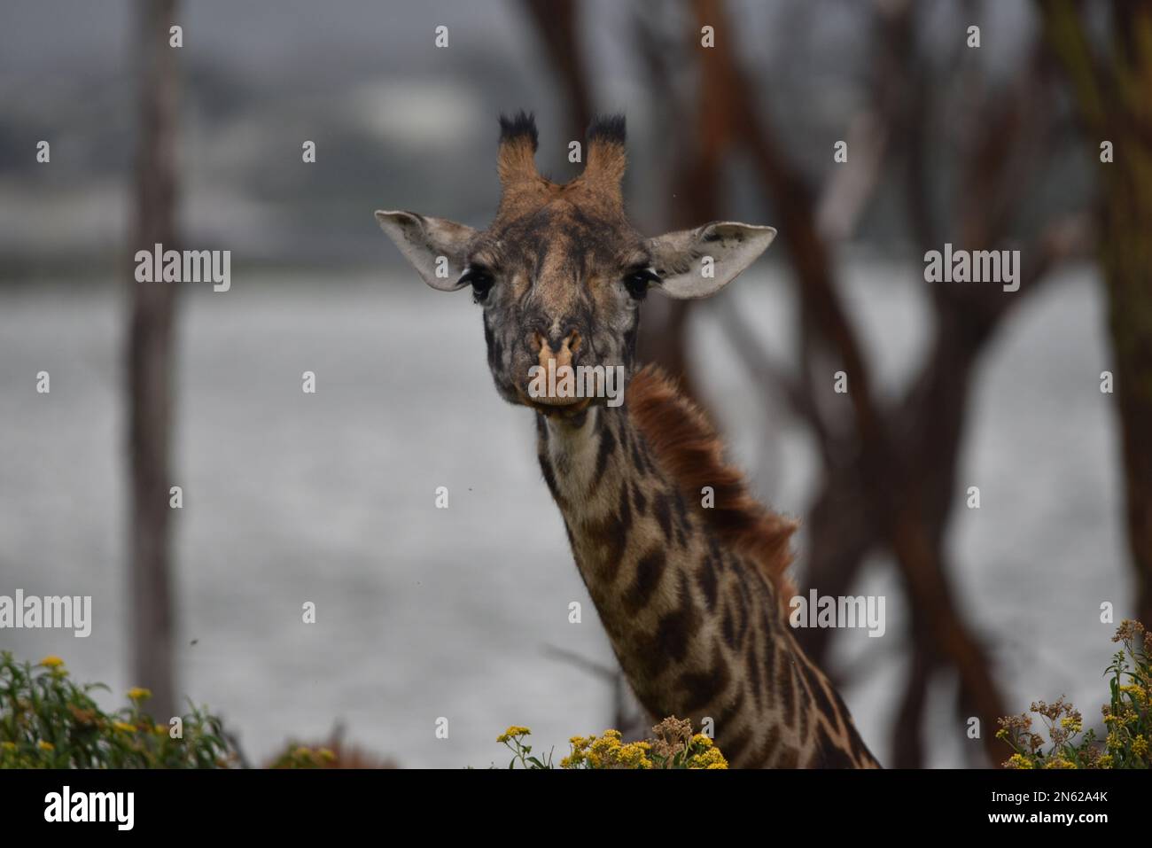 Baby giraffe eating leaves hi-res stock photography and images - Alamy