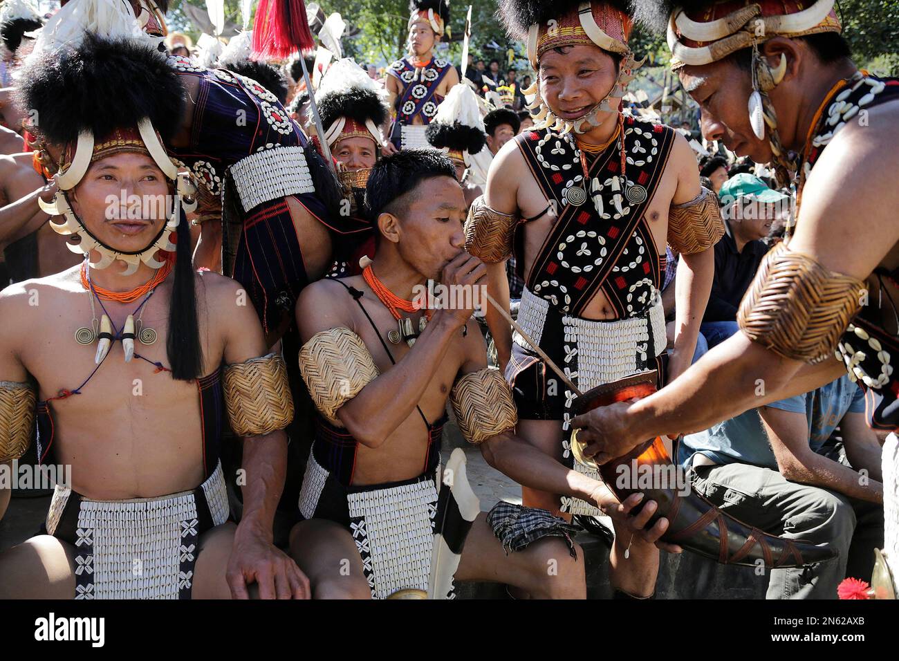 A Naga tribal man in traditional attire drinks rice beer from a buffalo ...