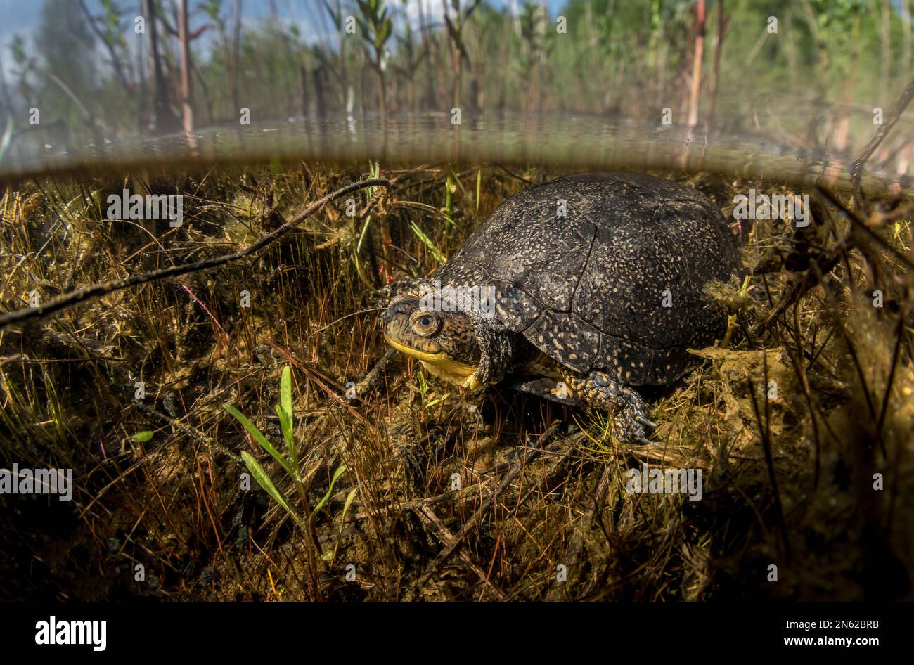 Blanding's turtle hi-res stock photography and images - Alamy