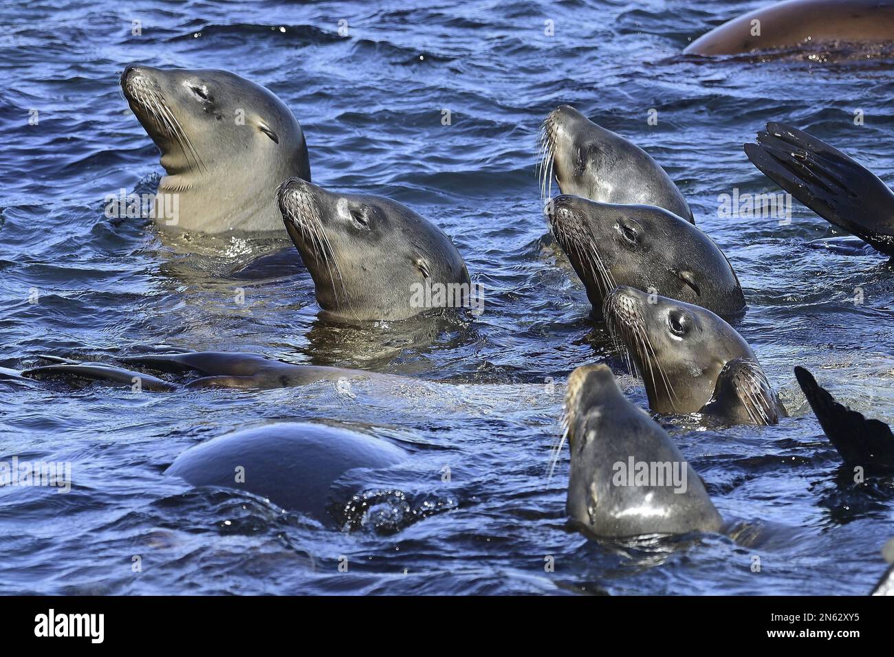 Monterey, California, USA. 9th Feb, 2023. Harbour seal pod waiting for ...
