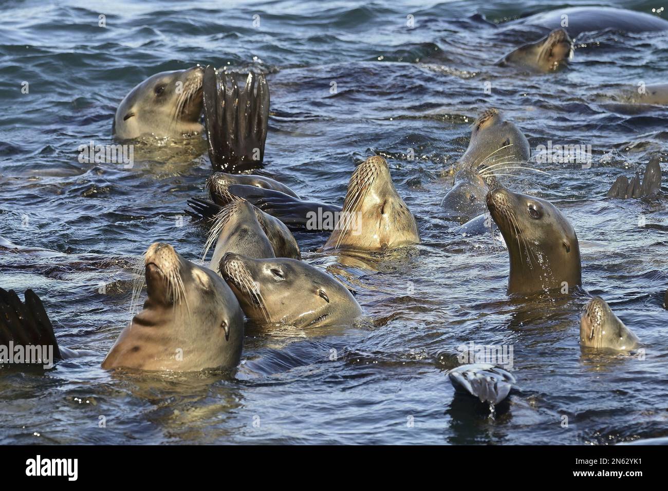Monterey, California, USA. 9th Feb, 2023. Harbour seal pod waiting for ...