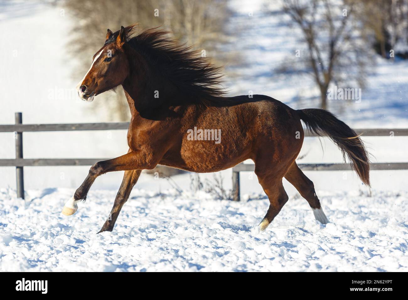 Portrait of a young brown arab x berber horse galloping across a snowy ...