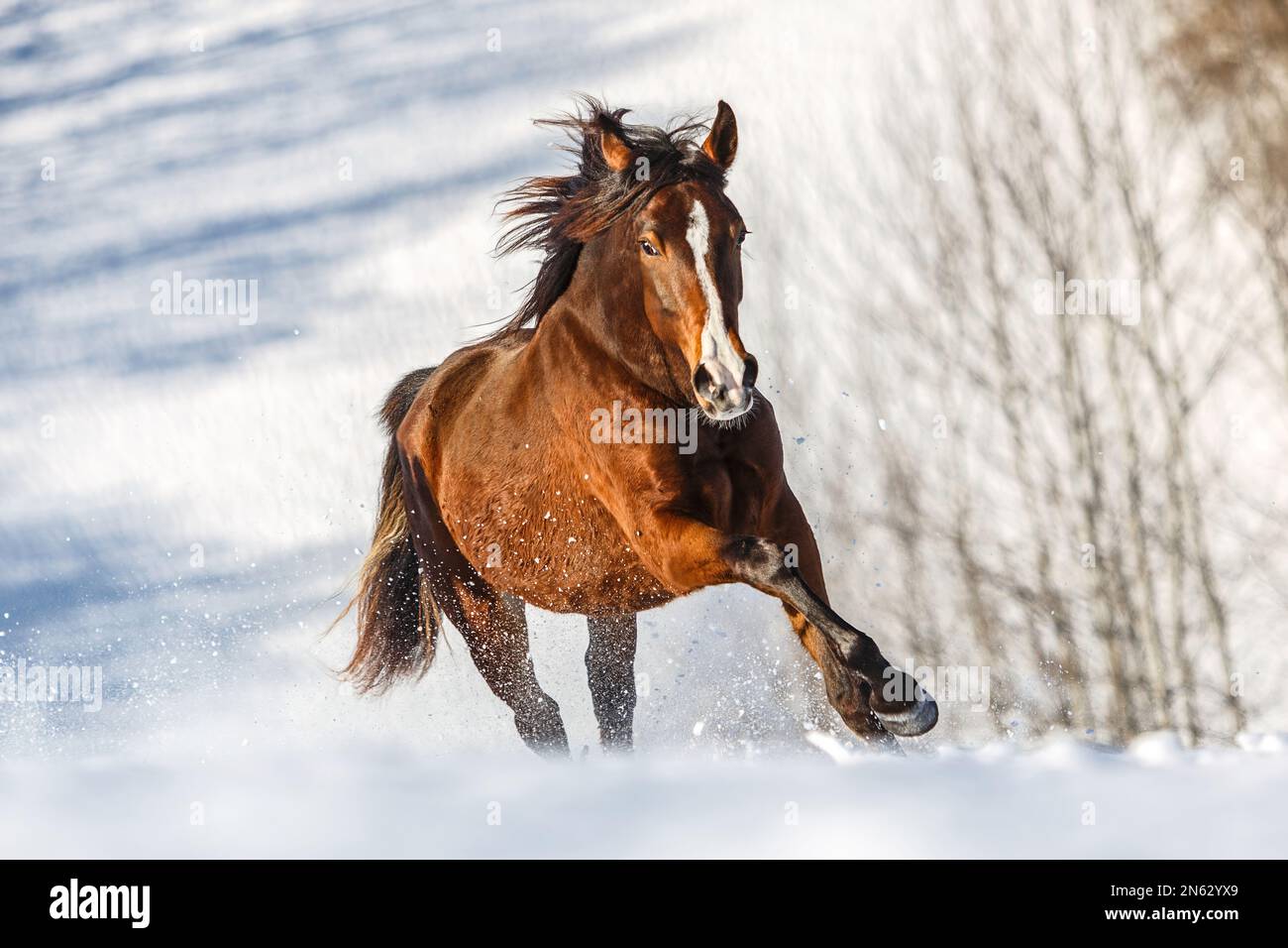 Portrait of a young brown arab x berber horse galloping across a snowy ...
