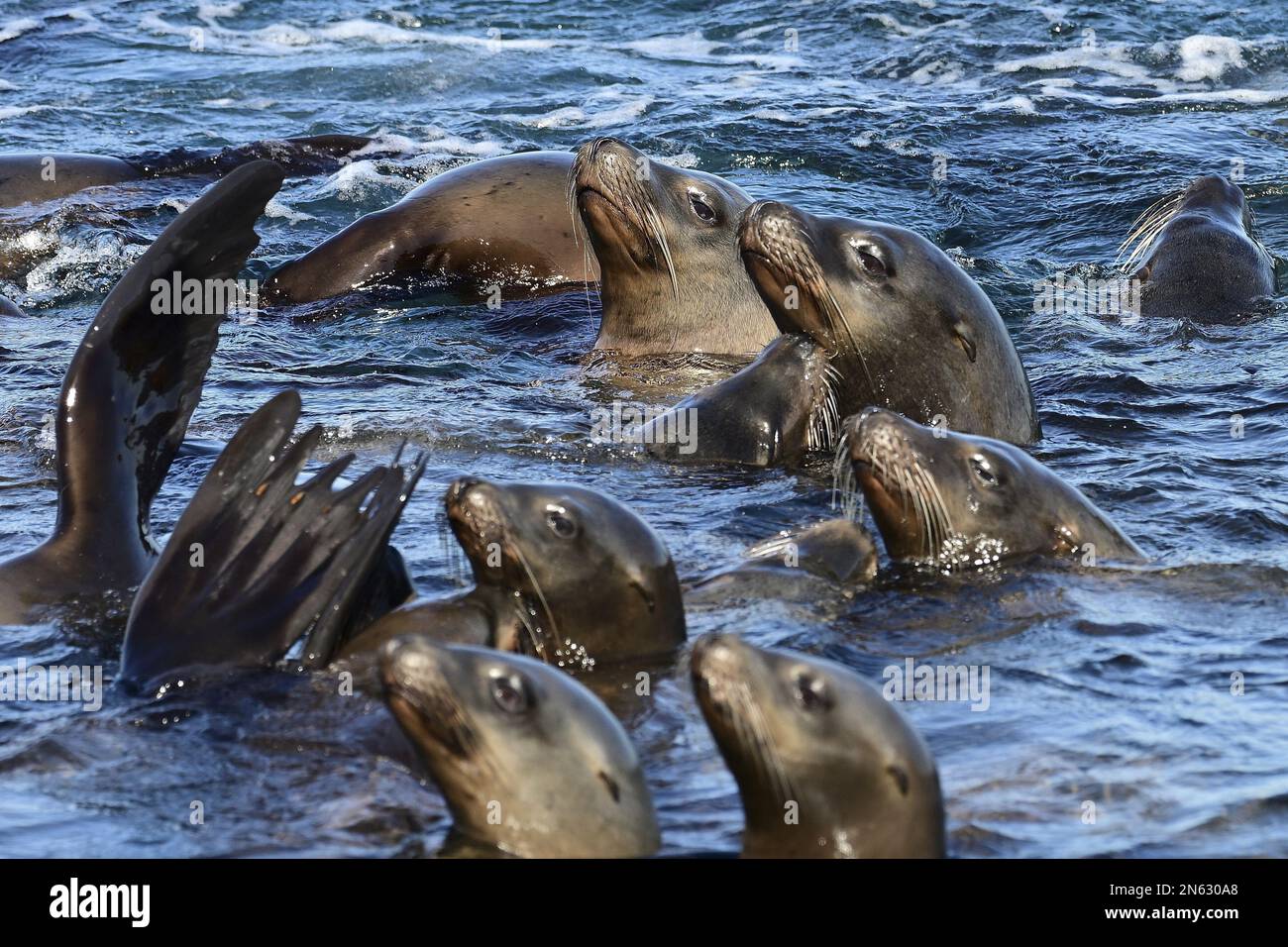 Monterey, California, USA. 9th Feb, 2023. Harbour seal pod waiting for ...
