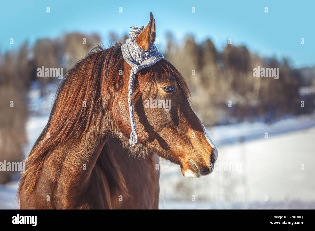 Cute and funny portrait of a brown arab x berber horse wearing a woolly ...