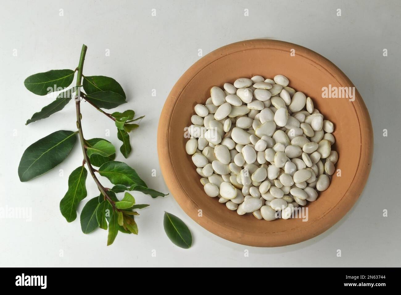 The leaves of the laurel plant (Laurus novilis) are commonly used in ...