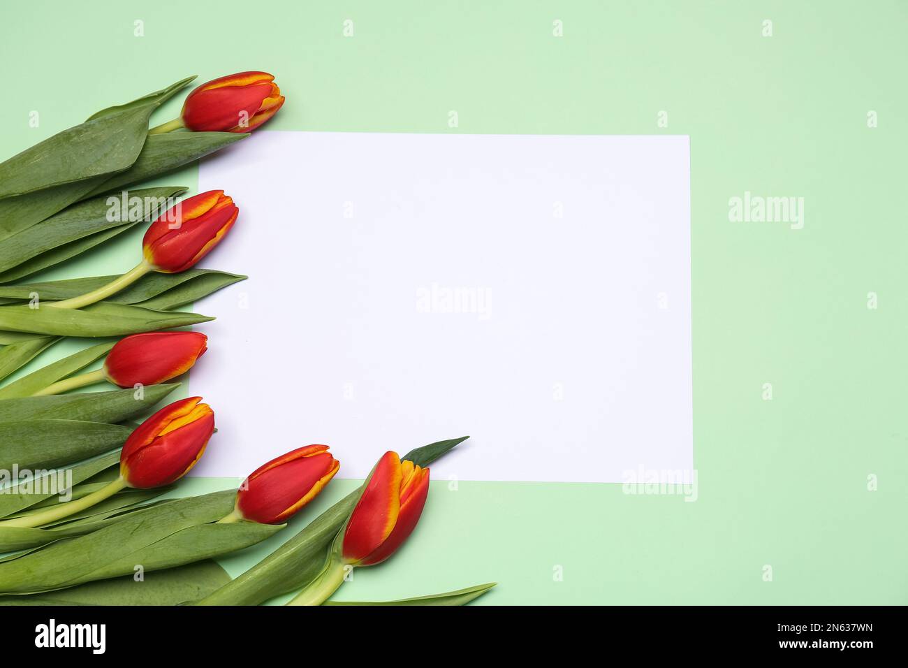 Tulip Background Paper