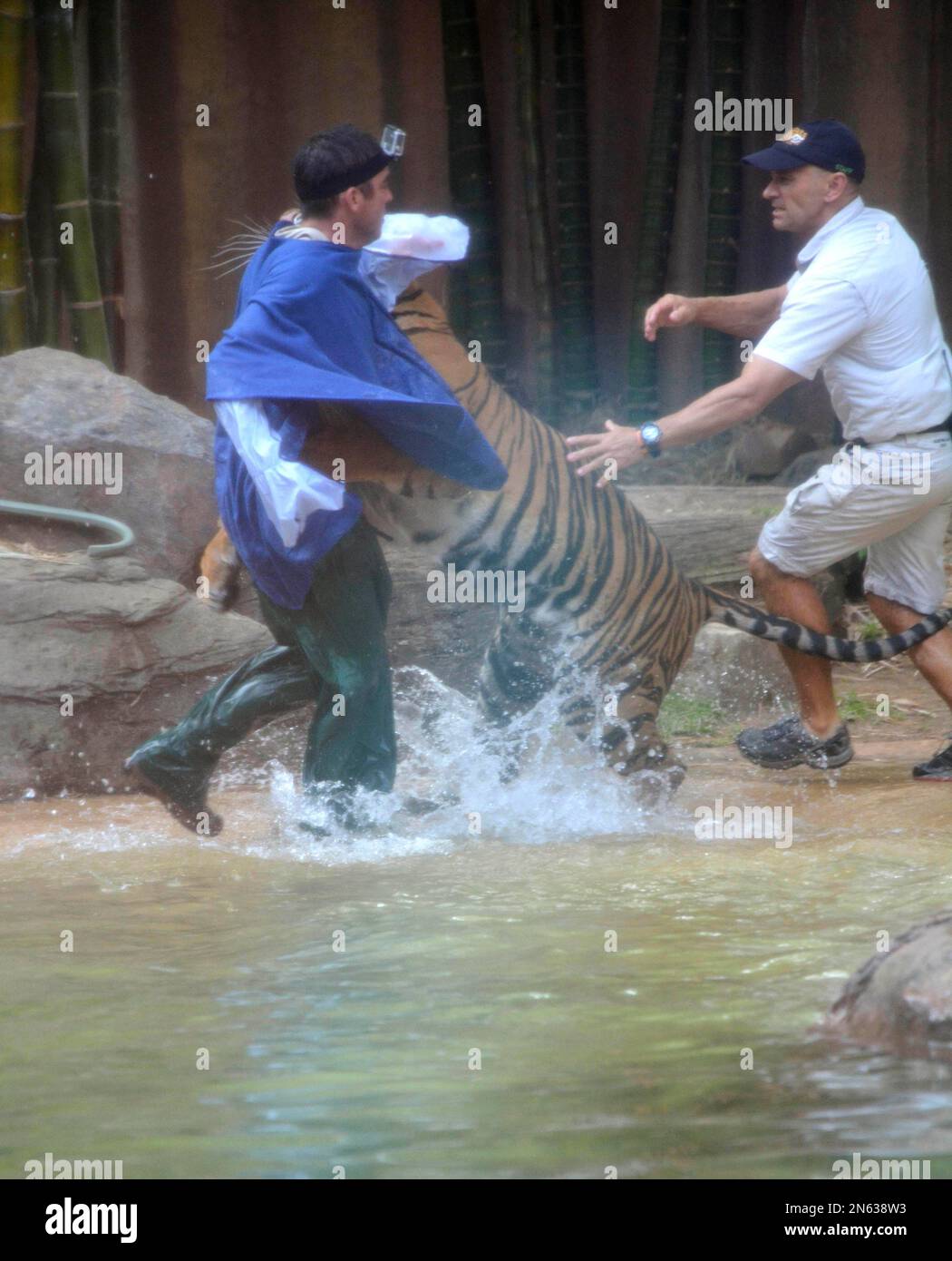 In this photo made on Nov. 26, 2013, a Sumatran tiger leaps on ...